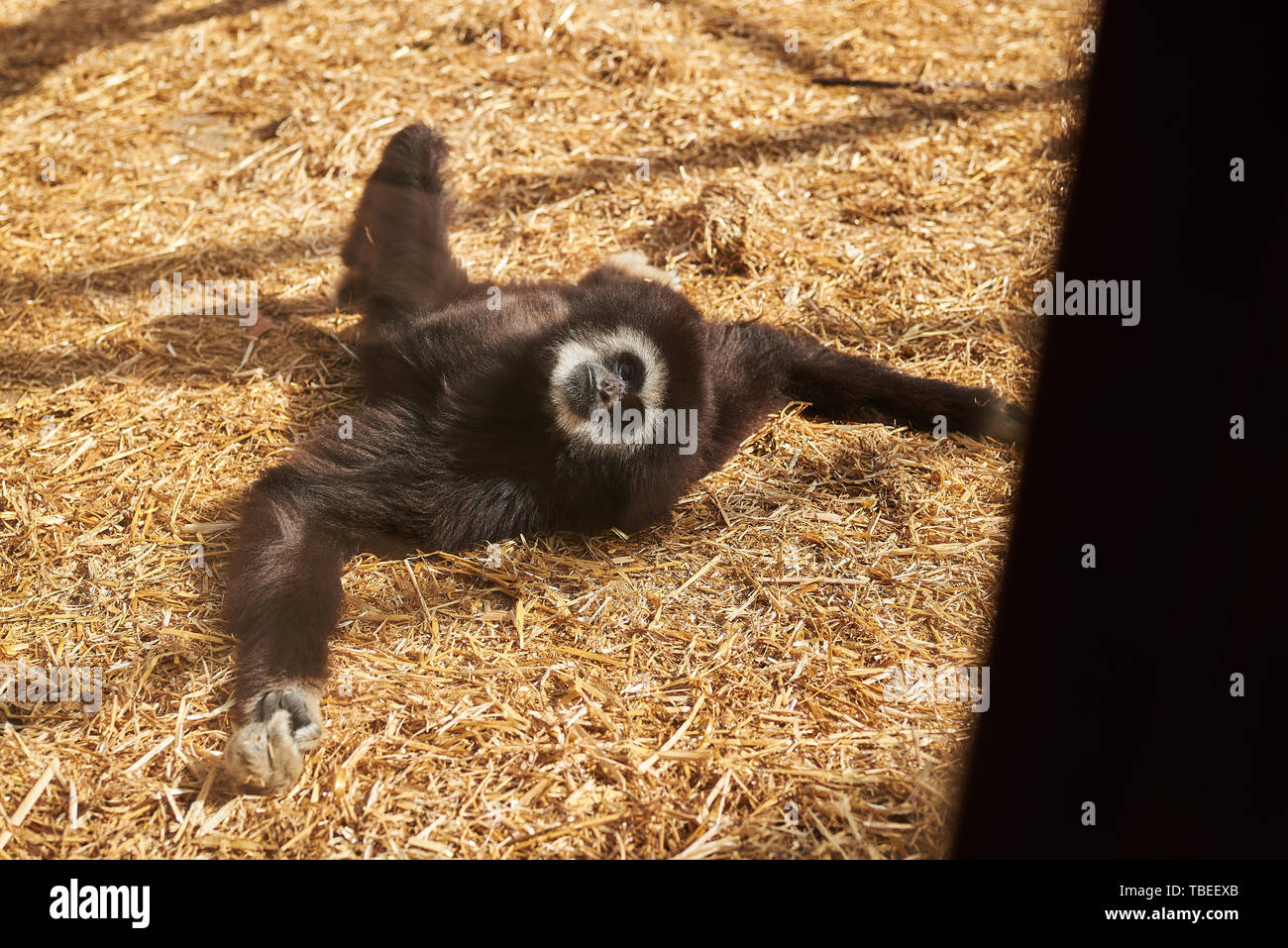 monkey laying on the ground and looking at the camera Stock Photo - Alamy