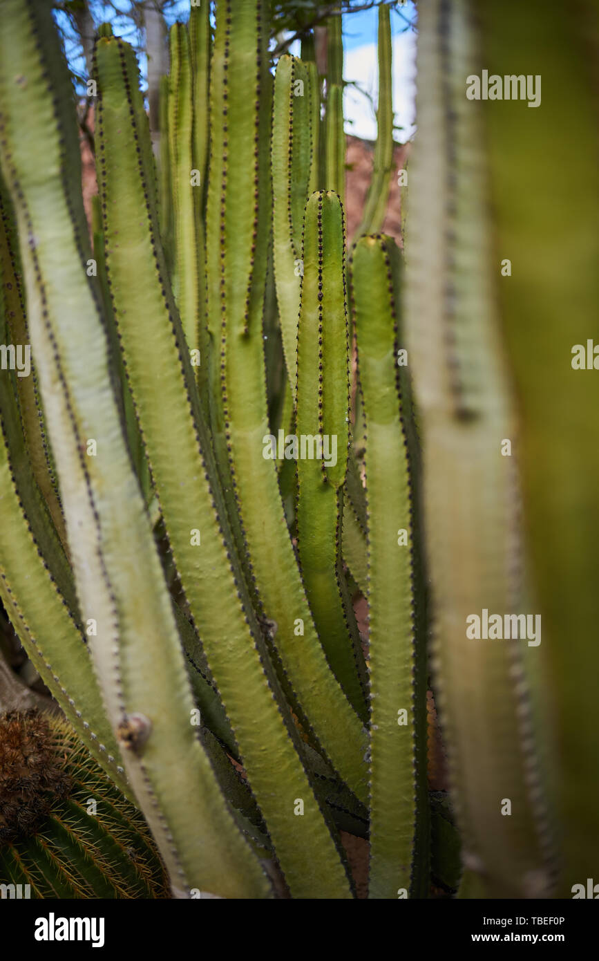 Texture a cactus leaf hi-res stock photography and images - Alamy
