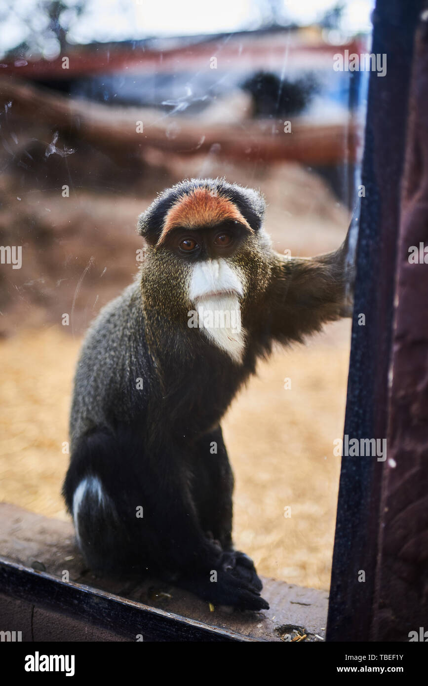 DeBrazza's monkey looking at camera (Cercopithecus neglectus Stock ...