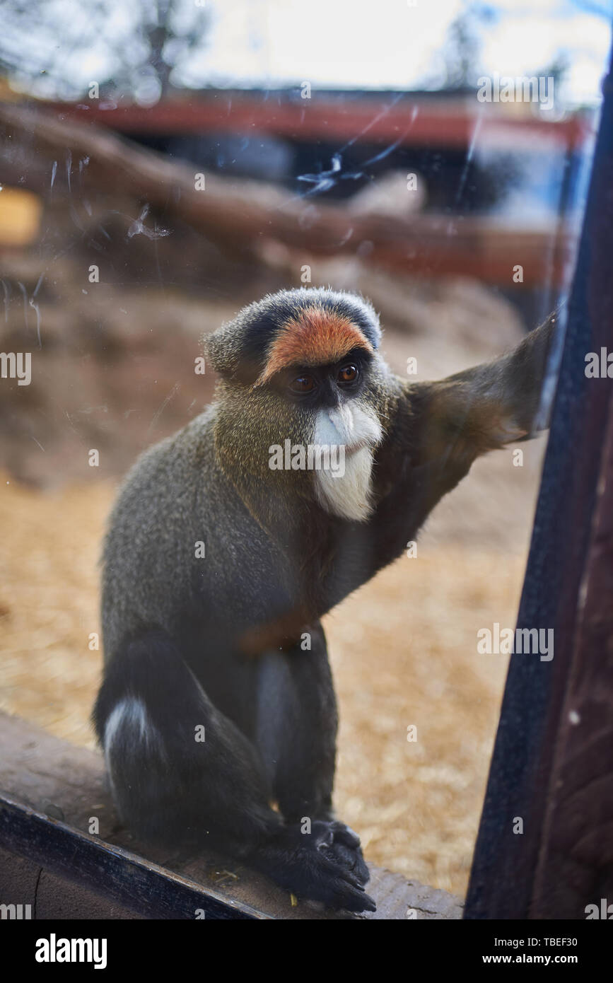 DeBrazza's Monkey behind a glass (Cercopithecus neglectus Stock Photo ...