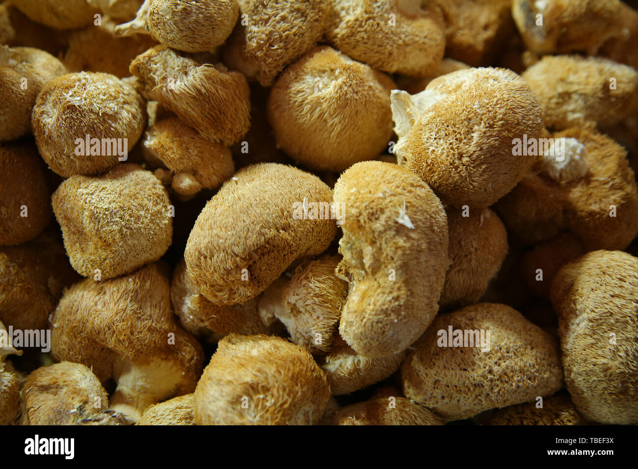 Monkey head mushroom hi-res stock photography and images - Alamy