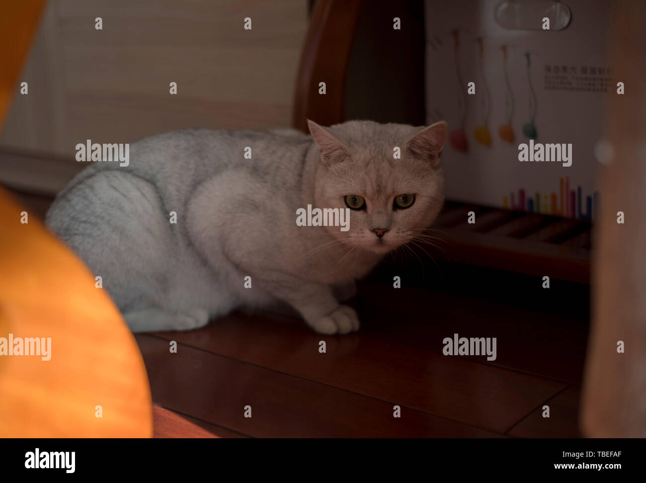 Cat short silver gradient Stock Photo - Alamy