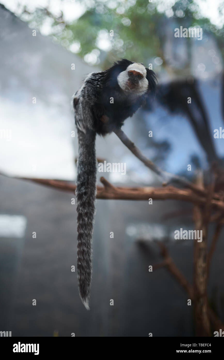 common marmoset (Callithrix jacchus) on a branch Stock Photo - Alamy