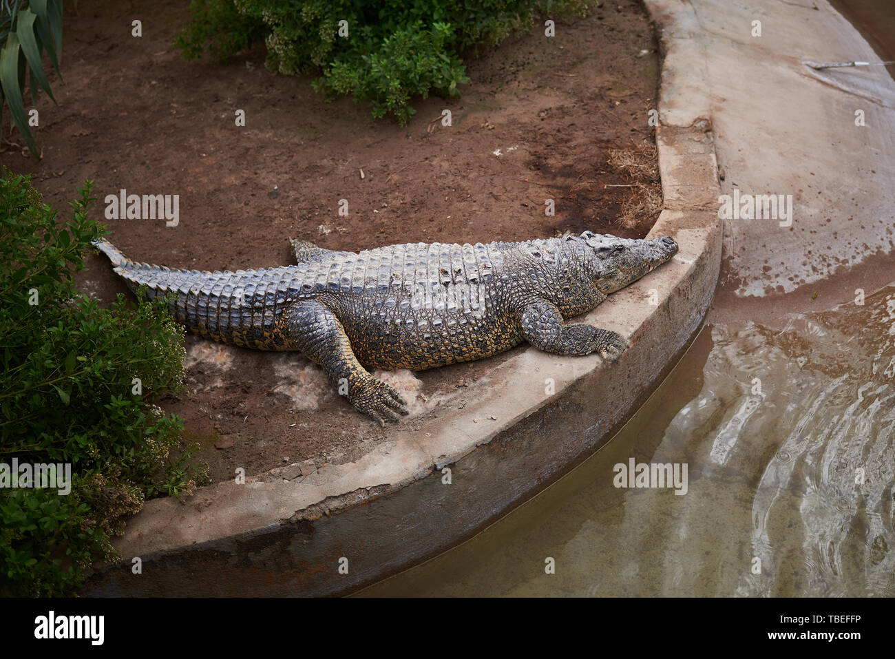 Big crocodile hi-res stock photography and images - Alamy