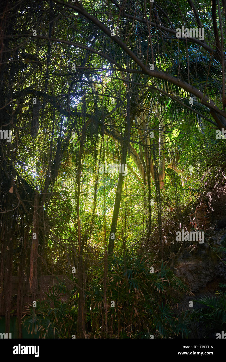 Vegetation in a wild jungle Stock Photo - Alamy