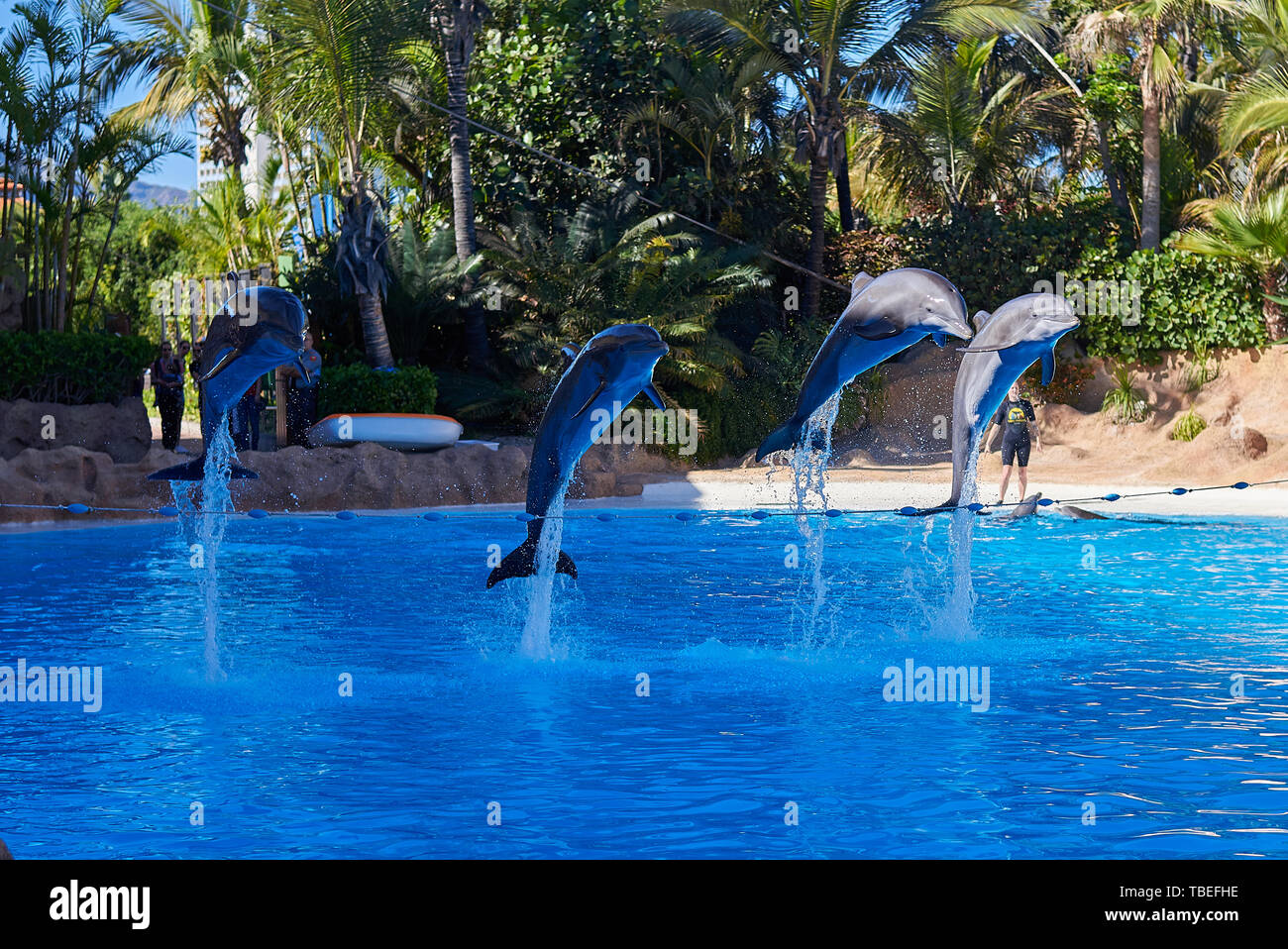 Four dolphins jumping in the air Stock Photo - Alamy