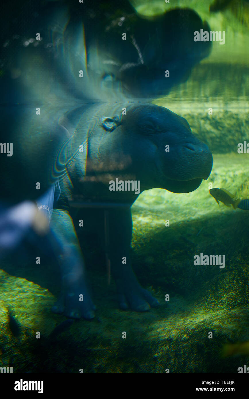 pygmy hippopotamus underwater (Choeropsis liberiensis Stock Photo - Alamy