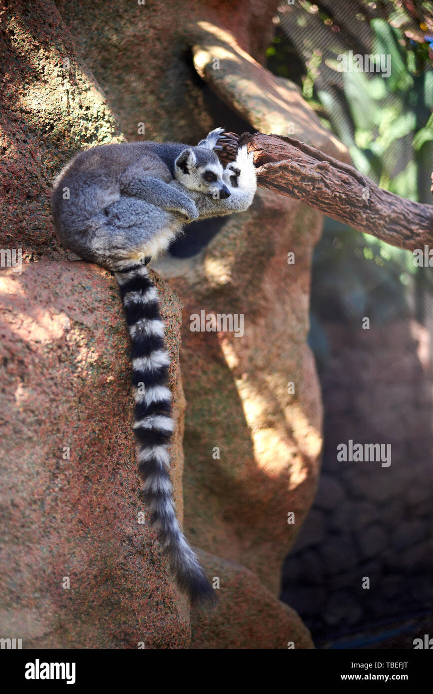 Sleeping lemur hi-res stock photography and images - Alamy