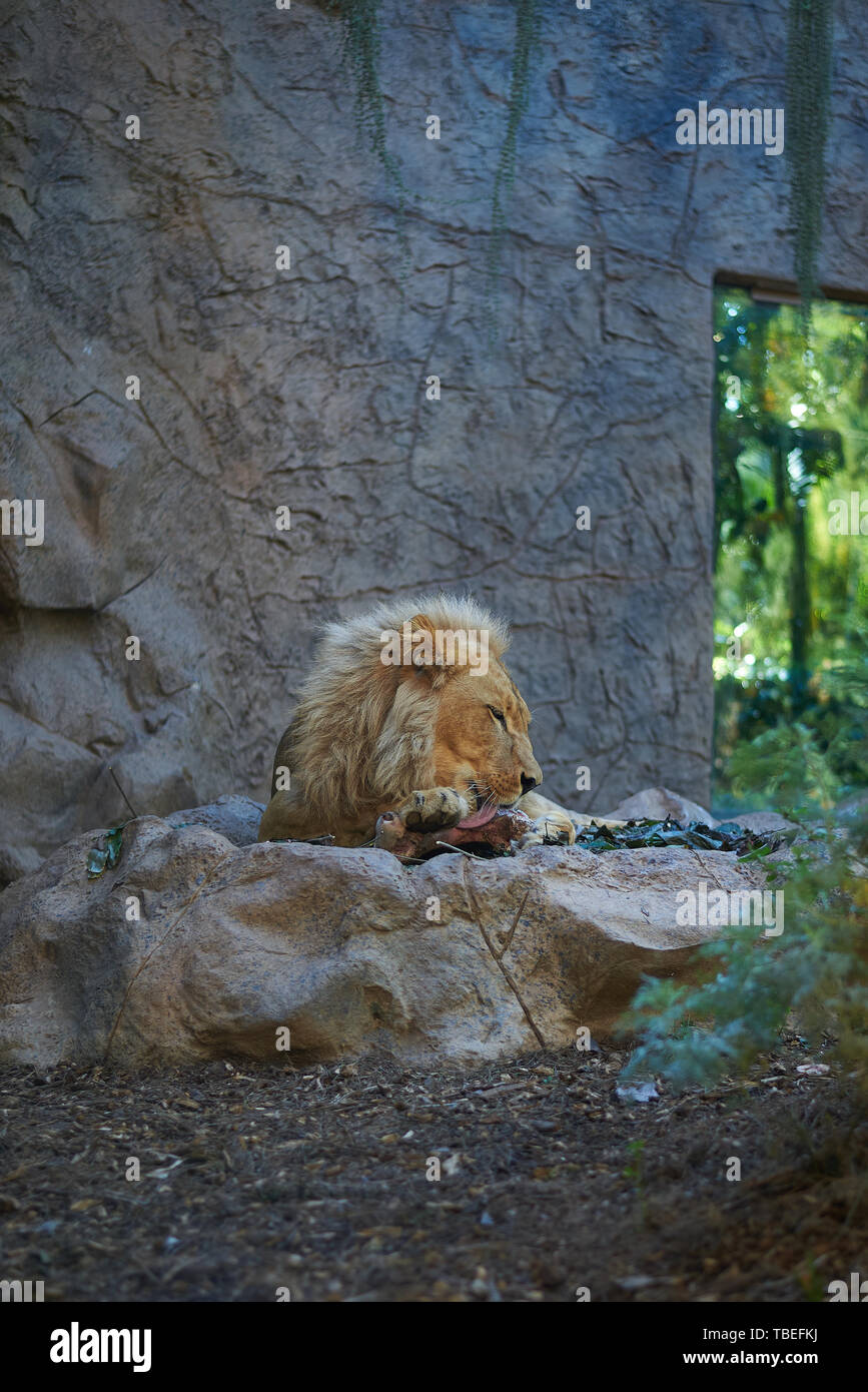 Lion eating meat hi-res stock photography and images - Alamy