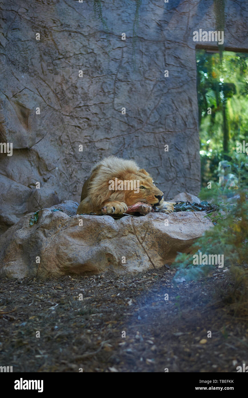 Lion eating meat hi-res stock photography and images - Alamy