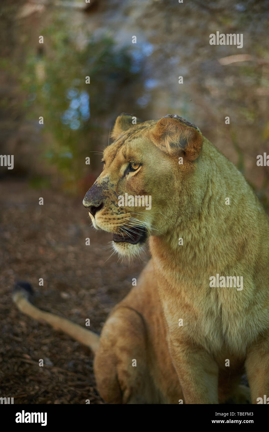 Portrait of a female lion Stock Photo - Alamy