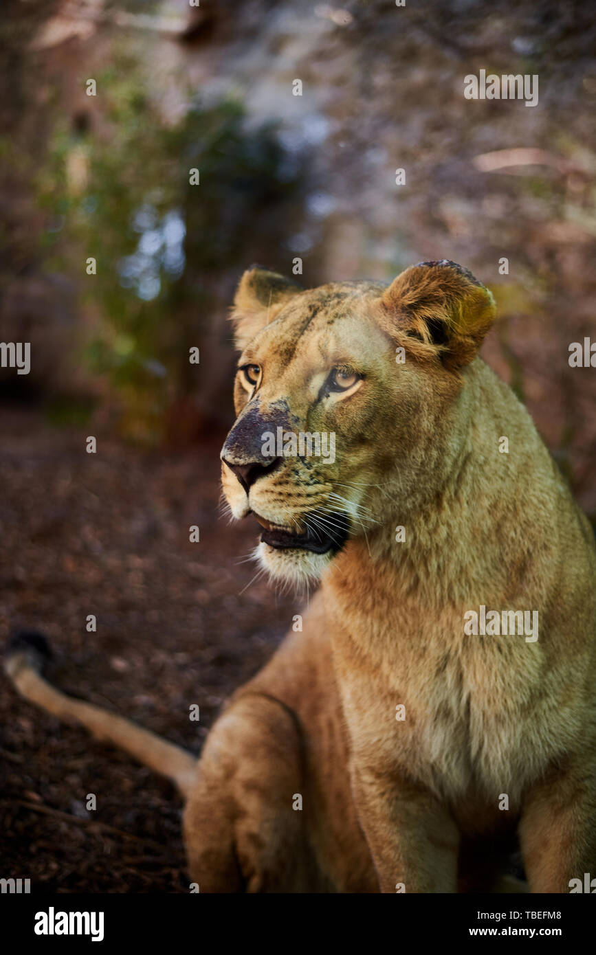 Female lion resting behind hi-res stock photography and images - Alamy