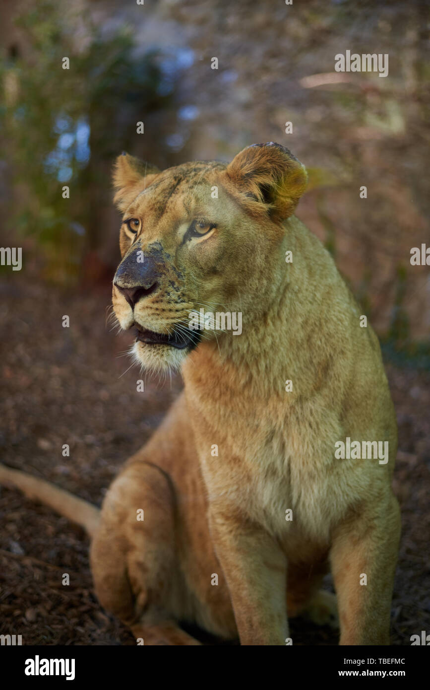Portrait of a female lion Stock Photo - Alamy