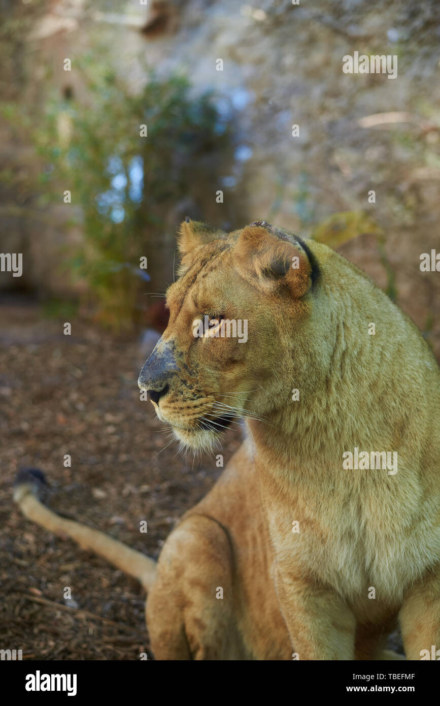 Portrait of a female lion hi-res stock photography and images - Alamy