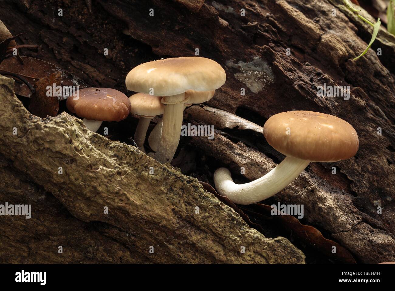 Poplar mushroom, velvet pioppini, Cyclocybe aegerita Stock Photo - Alamy