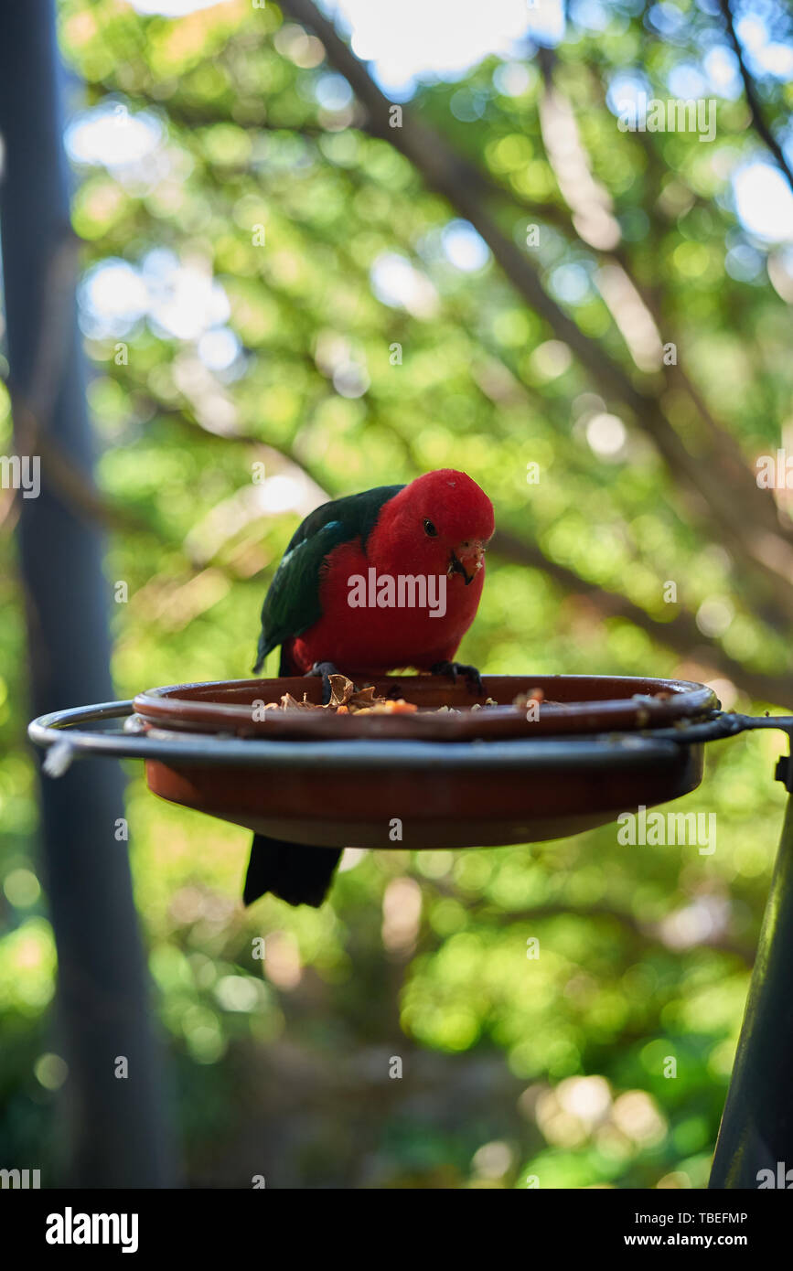 Parrot eating apple hi-res stock photography and images - Alamy