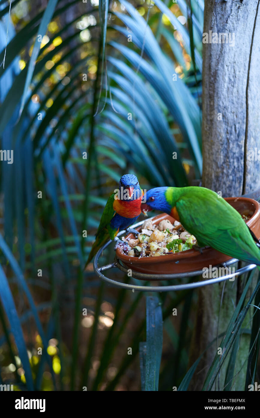 Two green parrots hi-res stock photography and images - Alamy