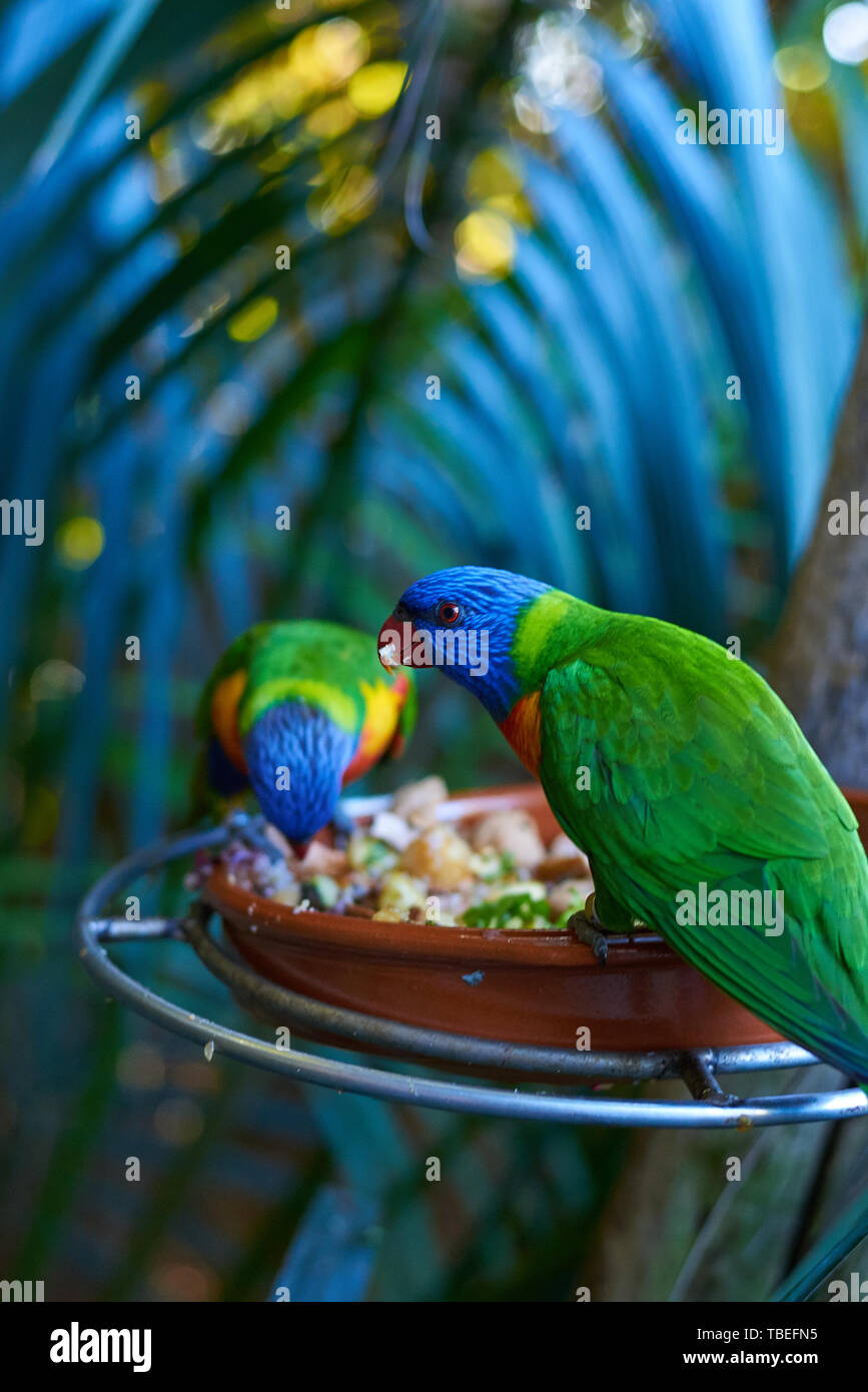 Two green parrots hi-res stock photography and images - Alamy