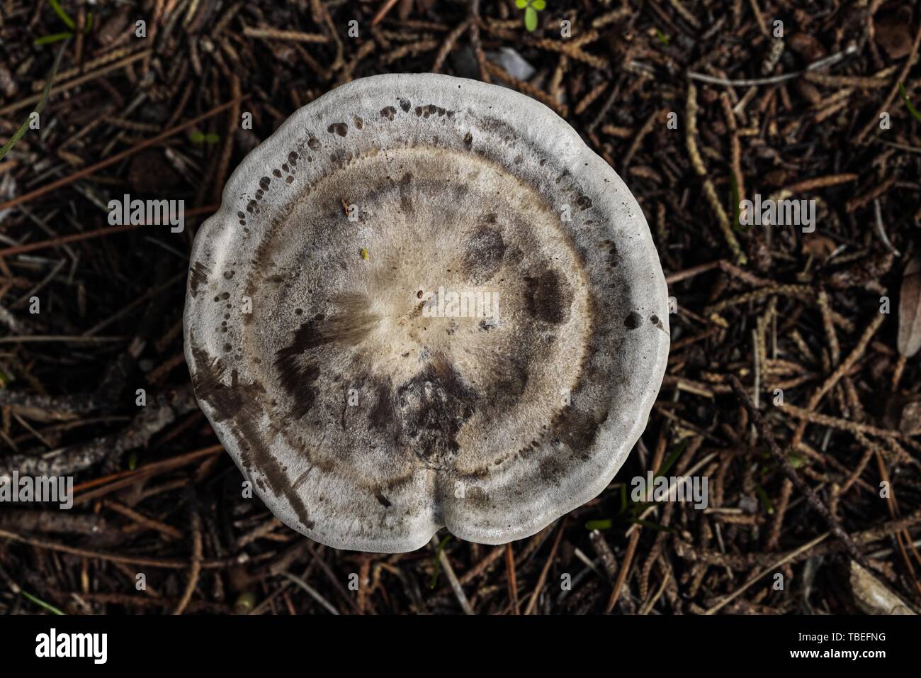 Lyophyllum littoralis hi-res stock photography and images - Alamy