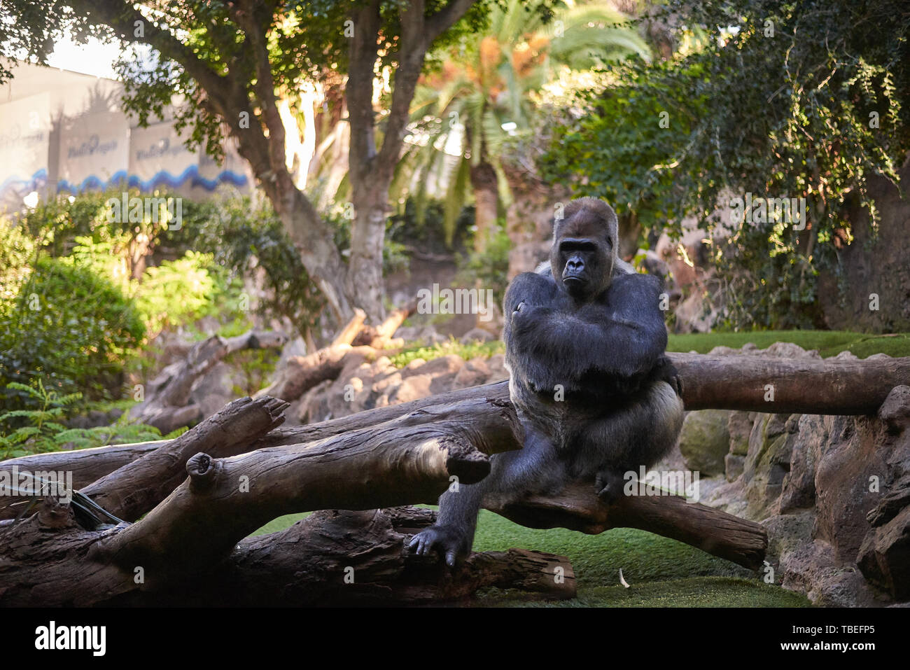 Gorilla sitting on a fallen tree Stock Photo - Alamy