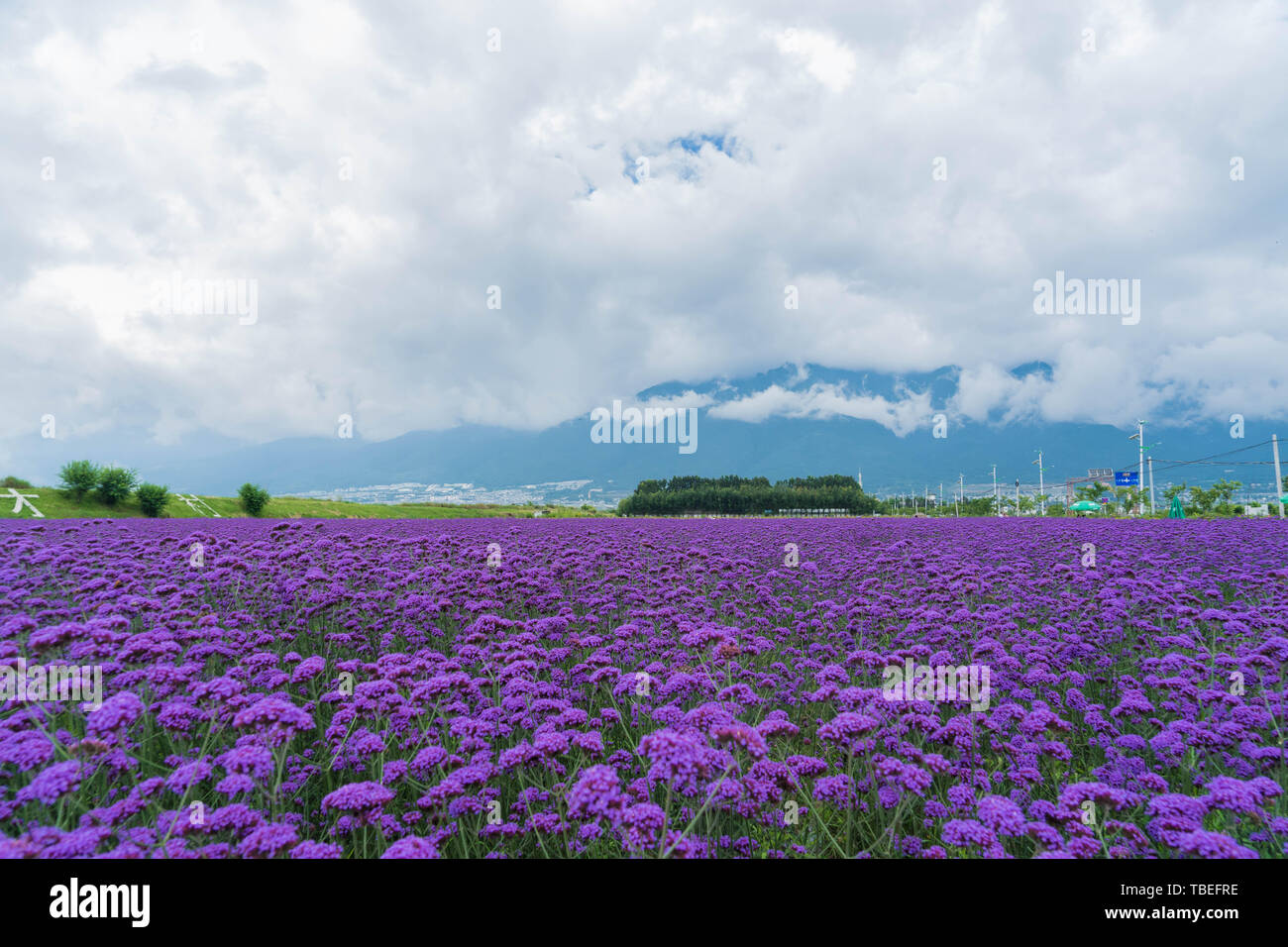 Lavender, purple, lavender round, romantic Stock Photo - Alamy