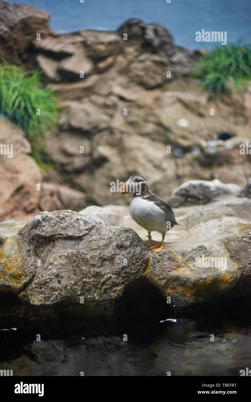 Photo of a puffin hi-res stock photography and images - Alamy