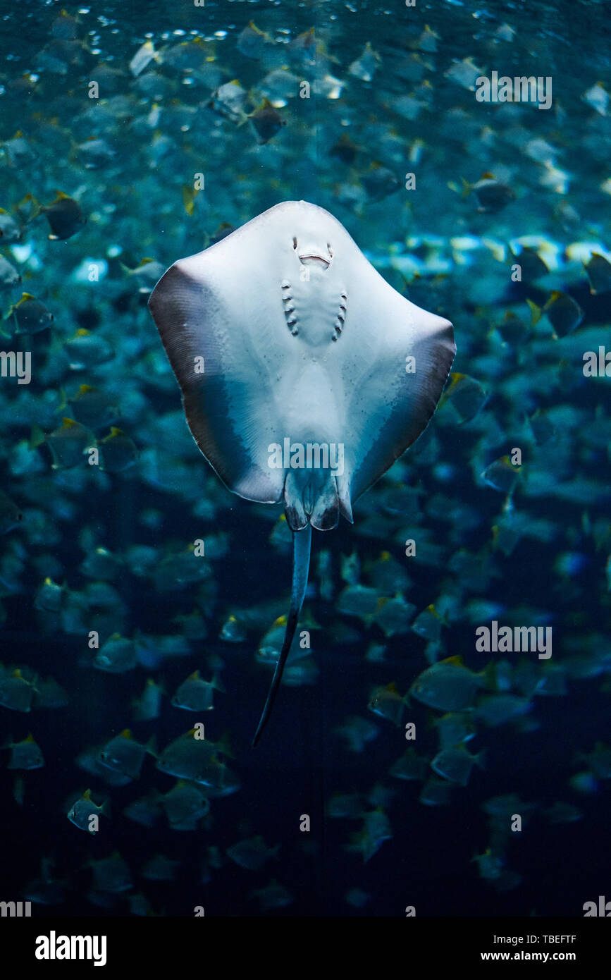 Stingray from above hi-res stock photography and images - Alamy