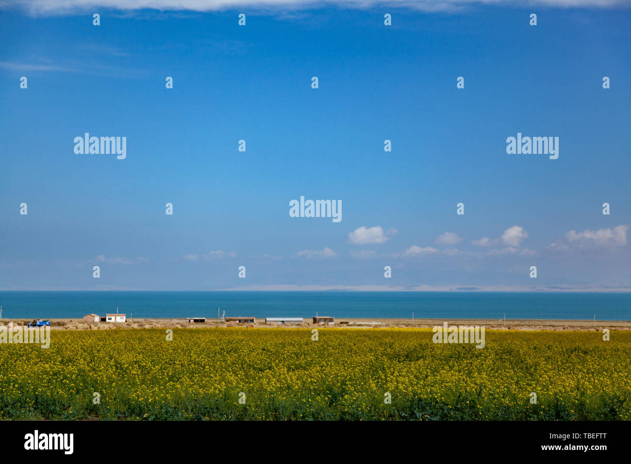 Comfortable weather with qinghai lake hi-res stock photography and ...