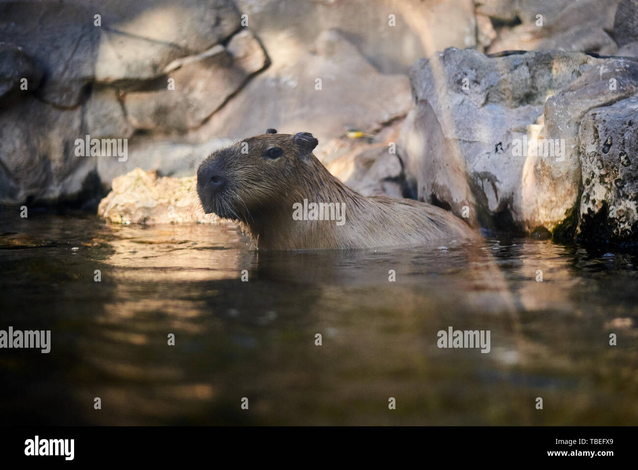 Capybara spa hi-res stock photography and images - Alamy