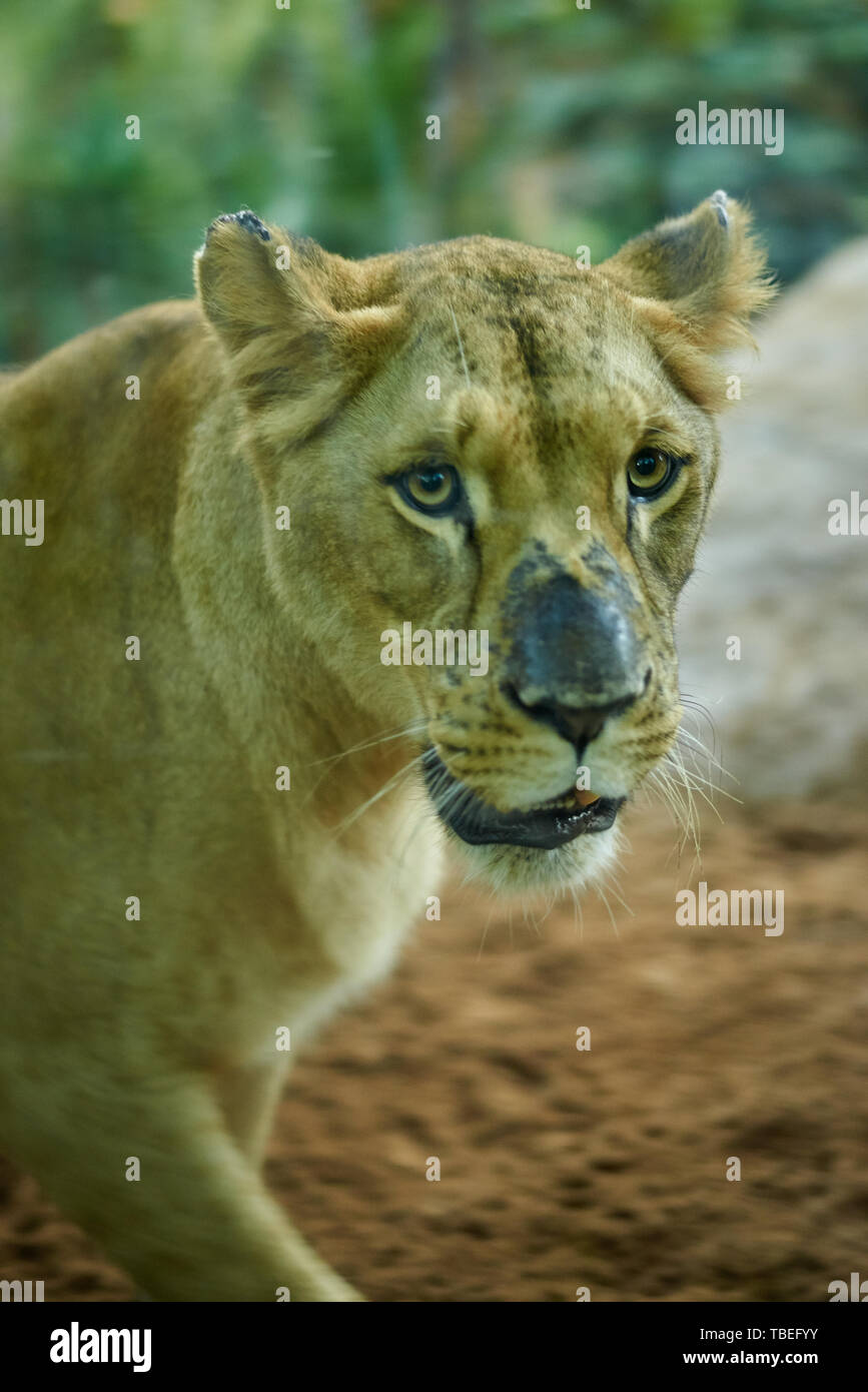 Portrait of a female lion Stock Photo - Alamy
