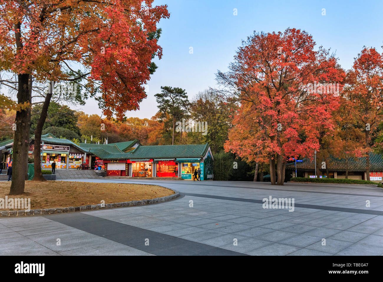 Tree Autumn Park Park Road Landscape with Leaves. No one's Guide to ...