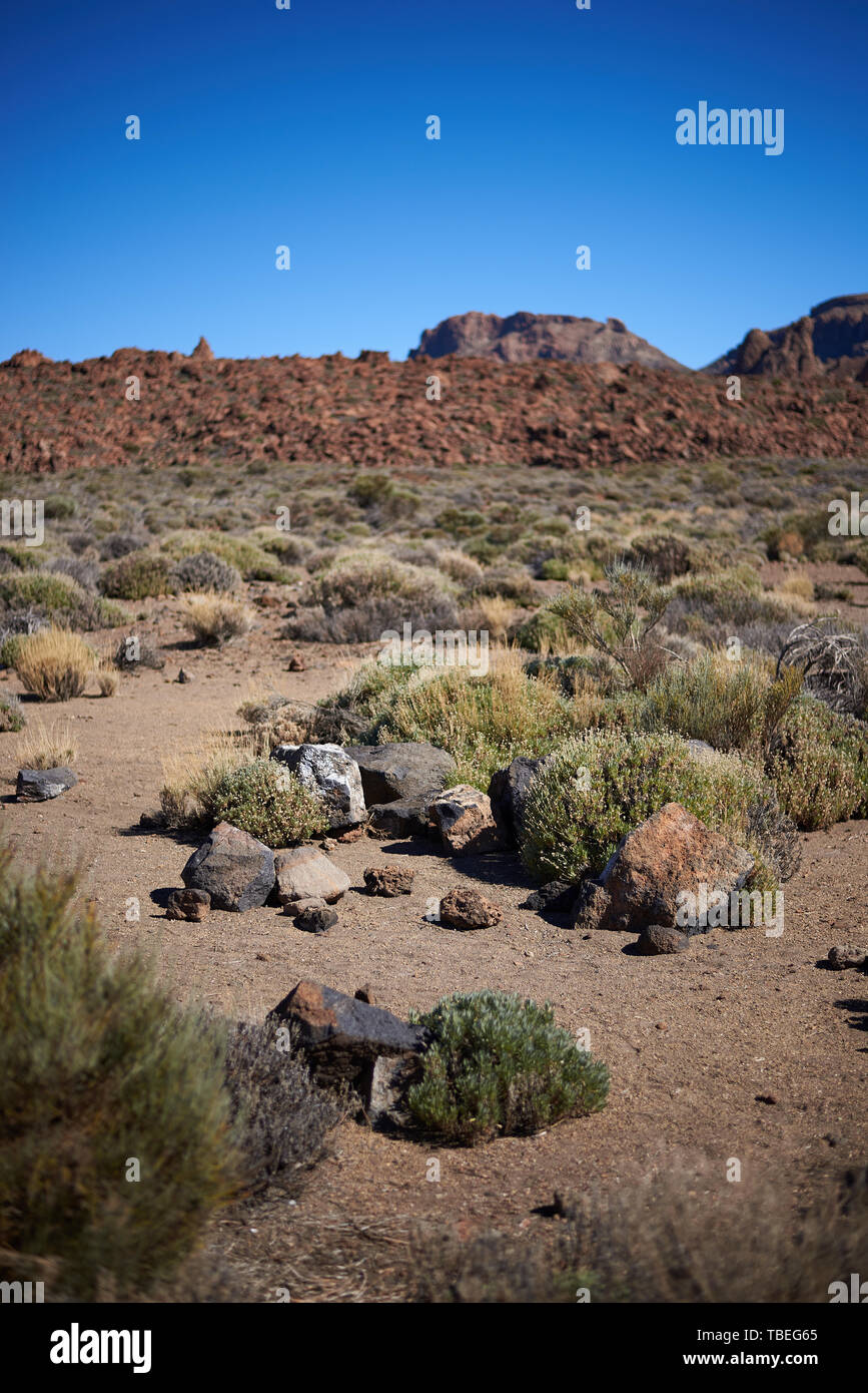 Desertic vegetation hi-res stock photography and images - Alamy