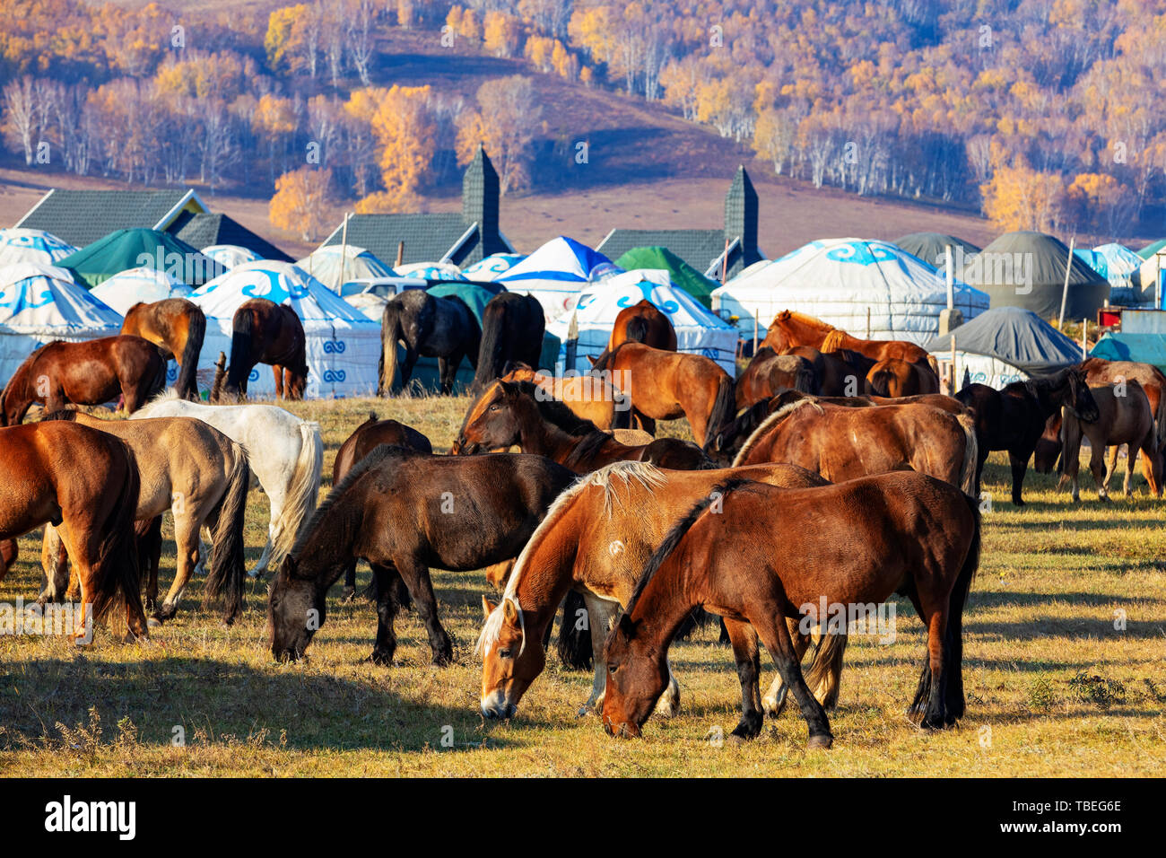 Autumn color on the dam Stock Photo - Alamy