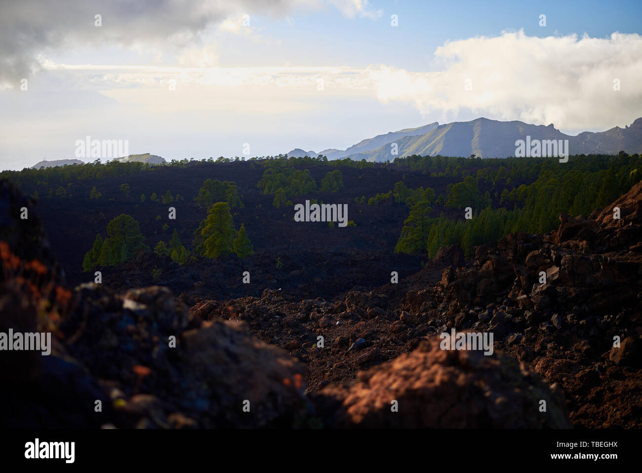 Pine trees on volcanic hi-res stock photography and images - Alamy