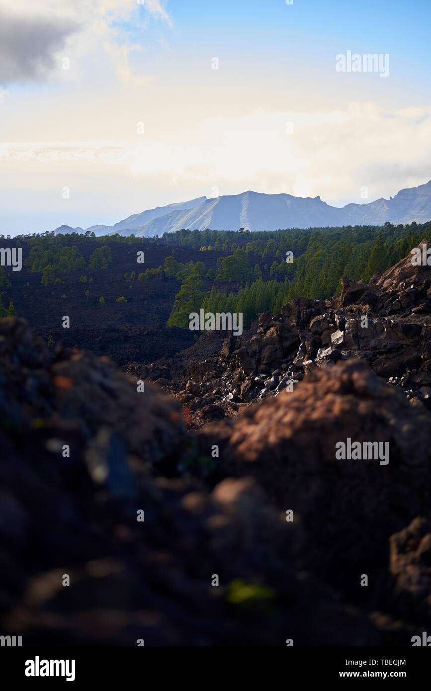 Pinus volcanic volcano hi-res stock photography and images - Alamy