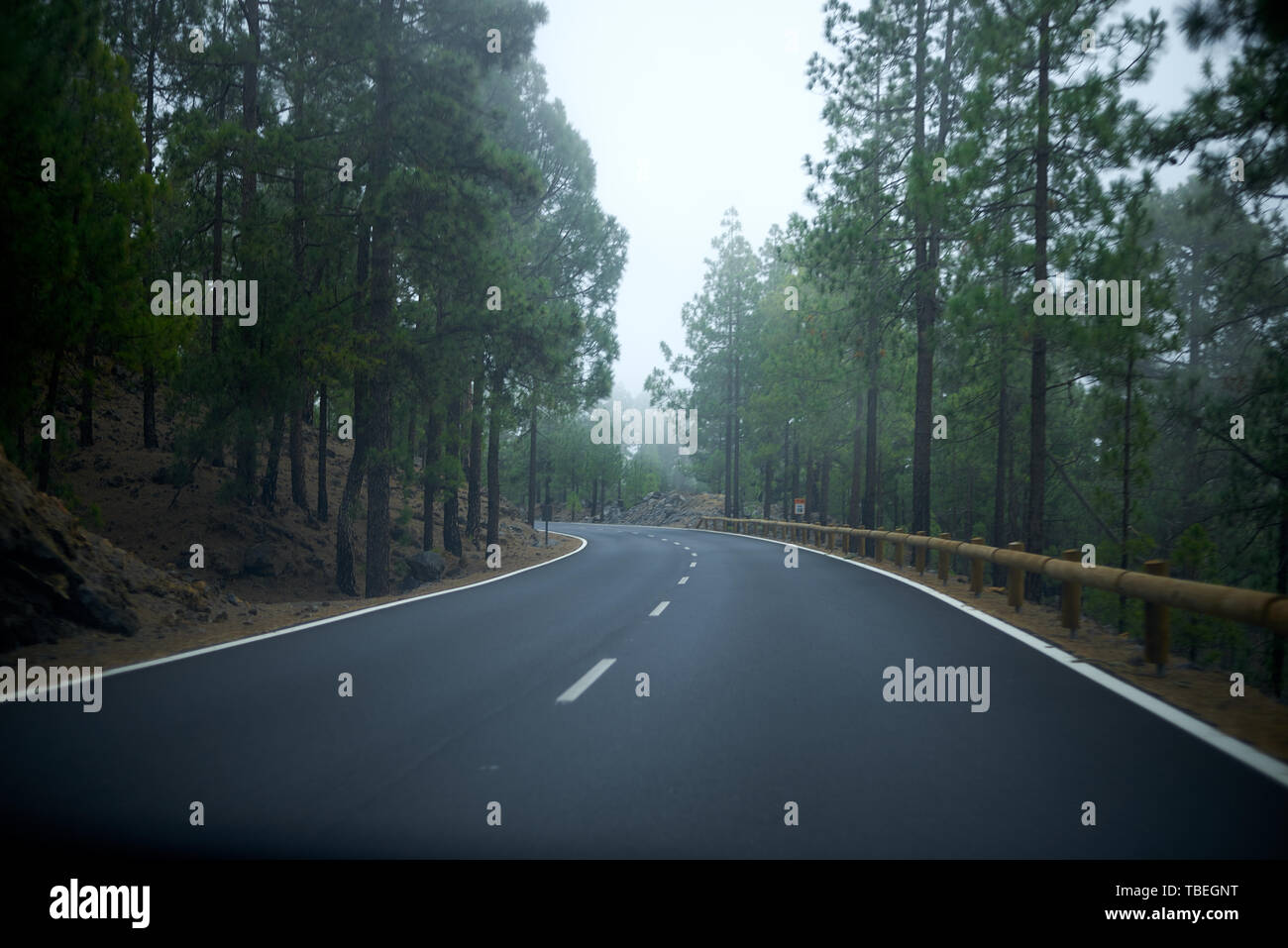 Empty forest hi-res stock photography and images - Alamy