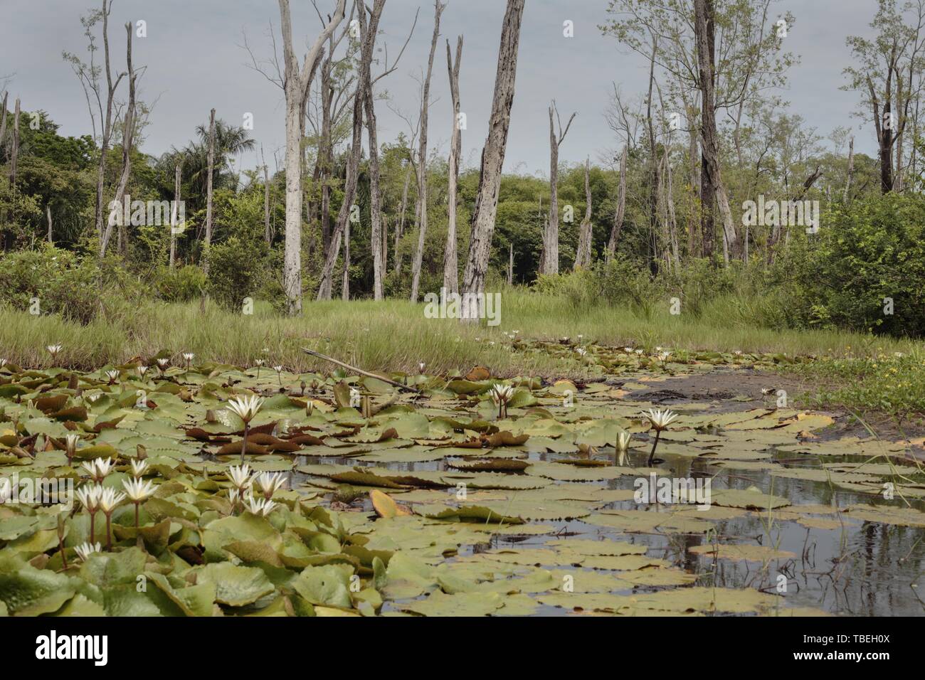 Freshwater marsh ecosystem hi-res stock photography and images - Alamy