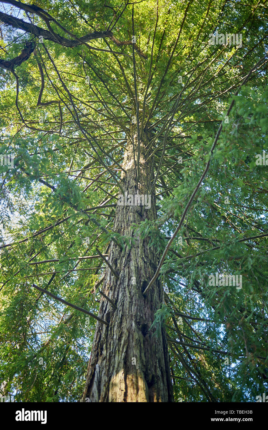 View of a sequoia from its base Stock Photo - Alamy