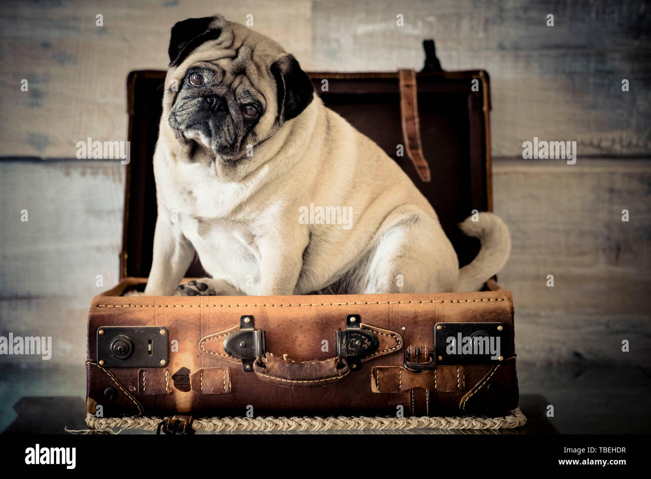 Travel concept with funny dog pug sitting inside an old vintage ...