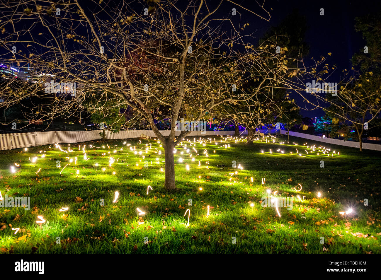 Light exhibits during Vivid in the Sydney Botanic Gardens at night ...