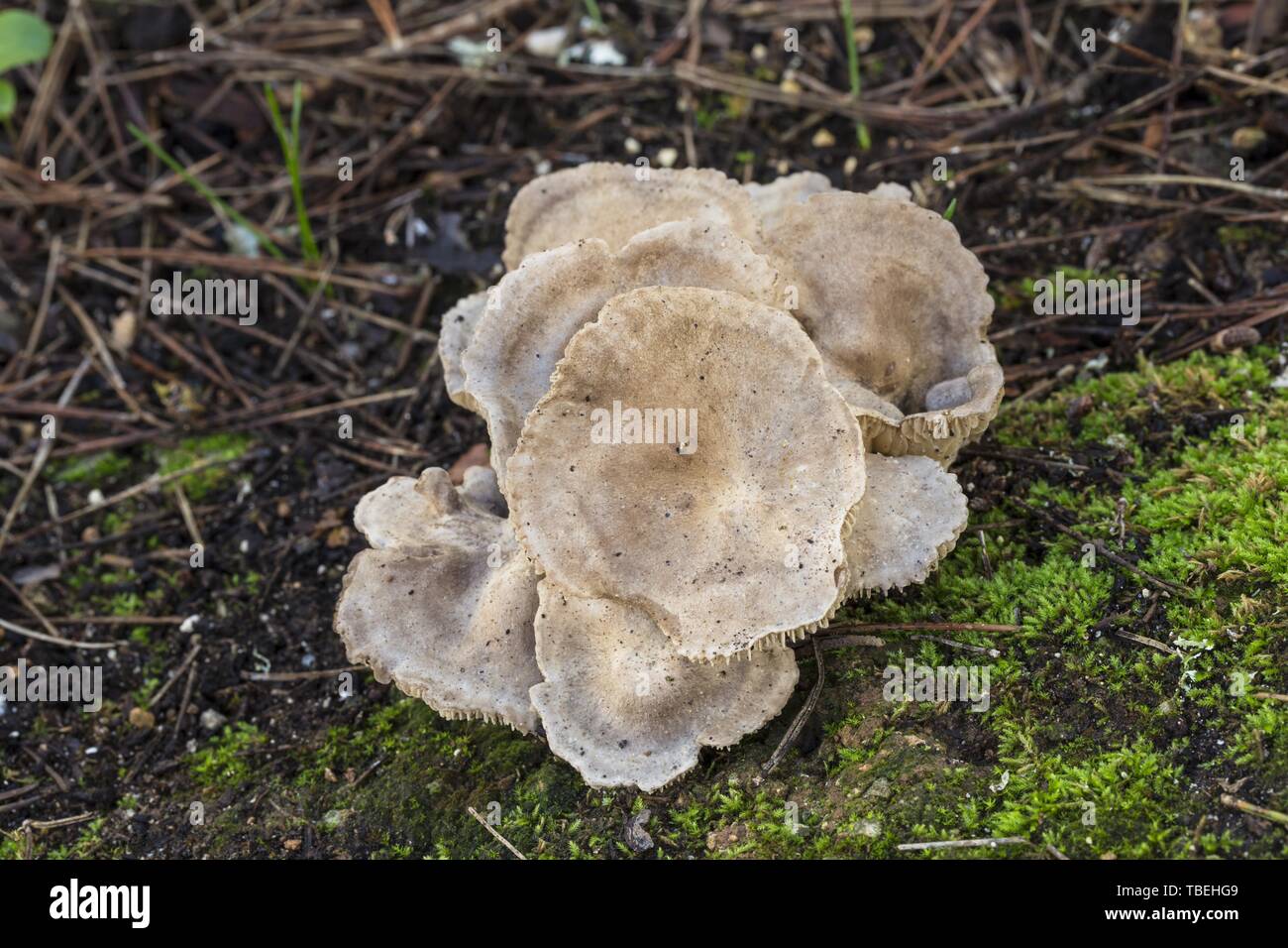 Cluster of Lyophyllum loricatum fungi Stock Photo - Alamy