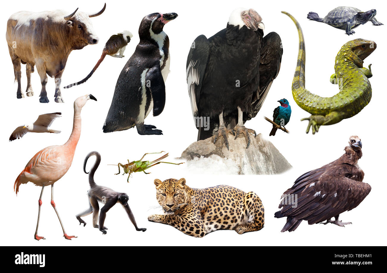 assortment of many south american wild birds, mammals, reptiles and ...