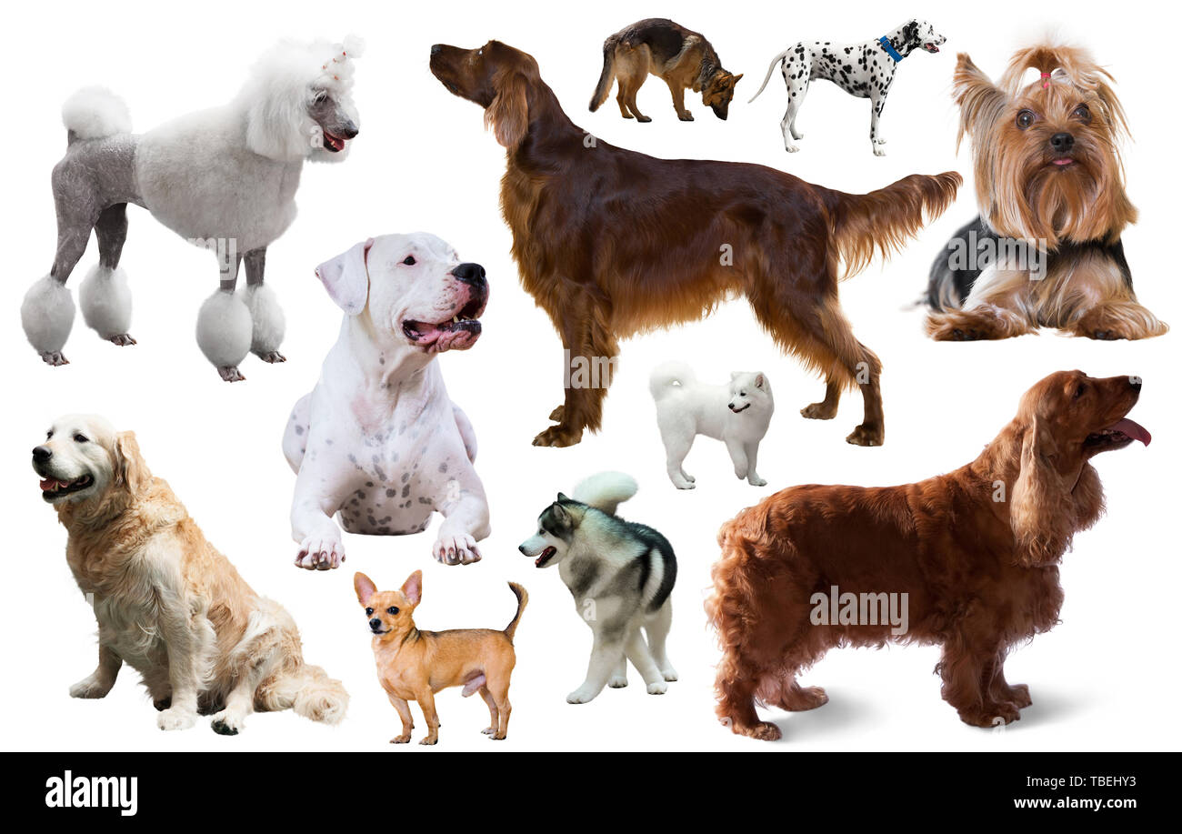 Collection of various dog breeds isolated on white Stock Photo - Alamy