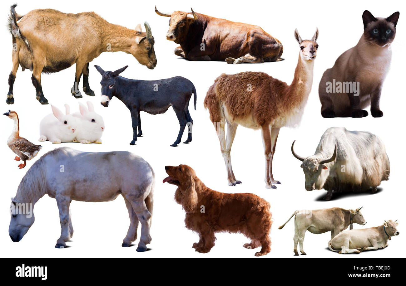 Collection of farm animals isolated on white background Stock Photo - Alamy