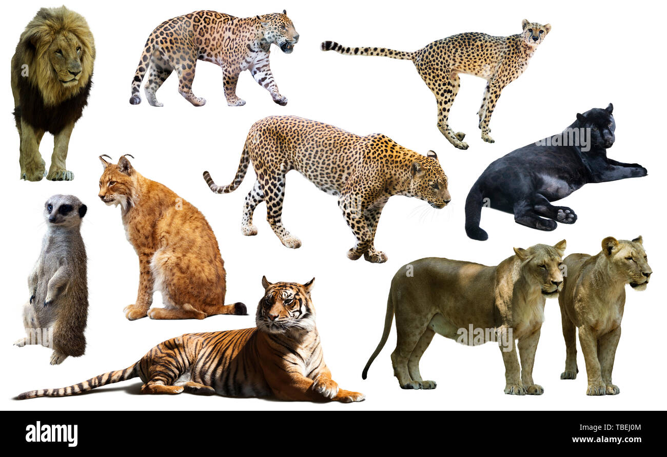 Set of wild mammals isolated over white background, mainly Felidae ...