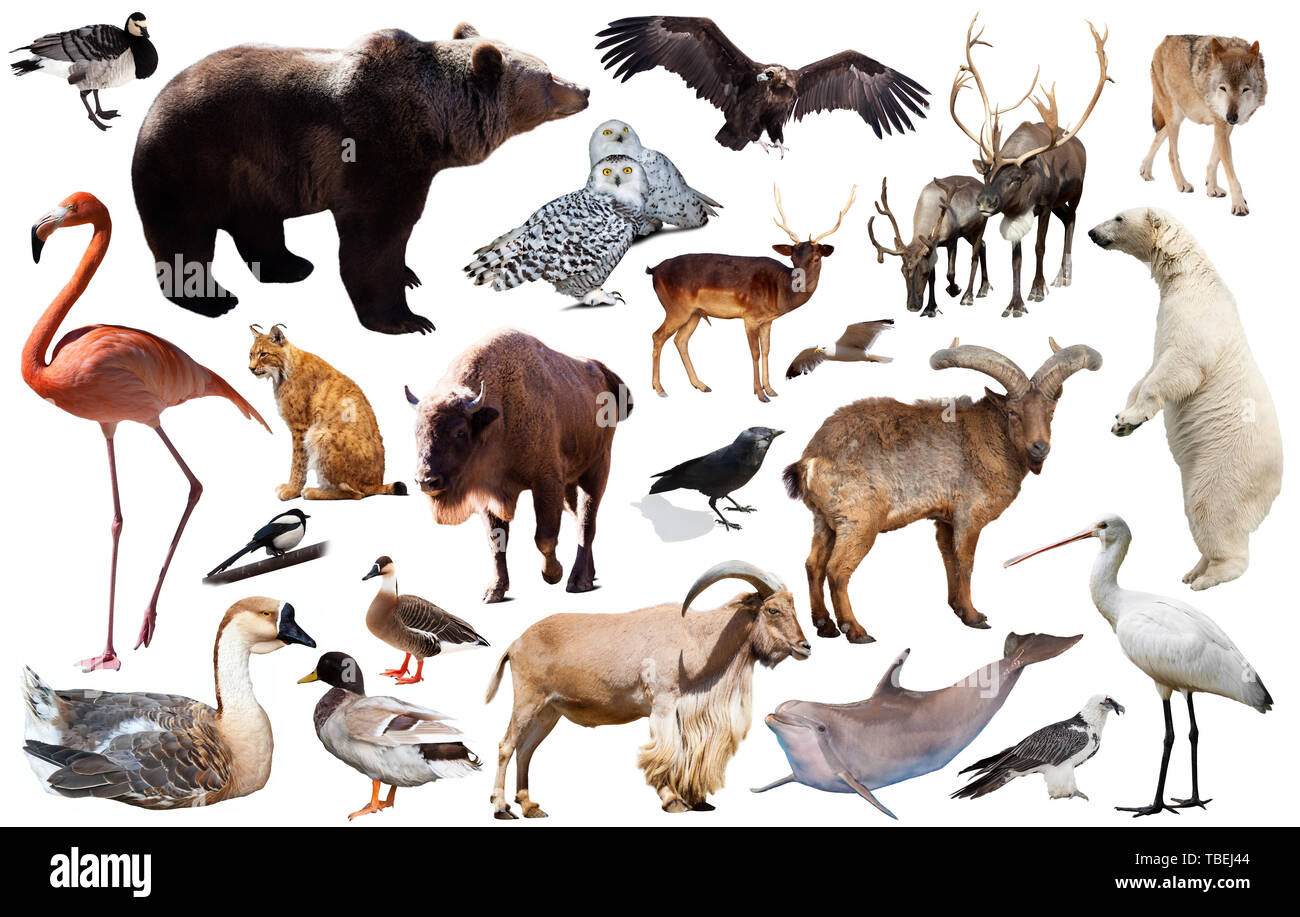 Set of bear and other european animals. Isolated on white background ...