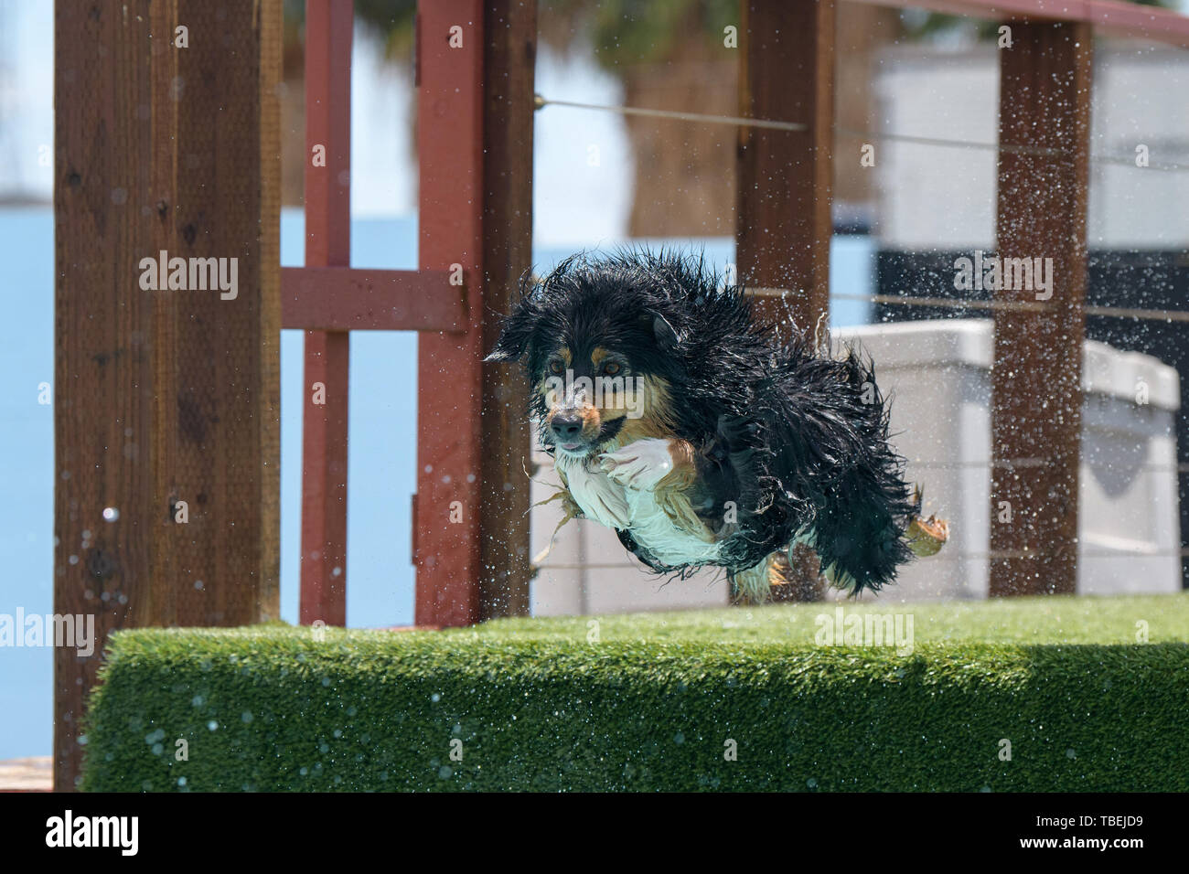 A wet Aussie jumping off a dock into a pool Stock Photo - Alamy