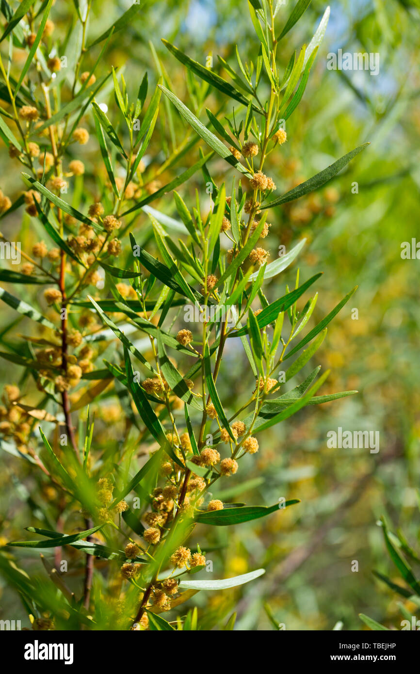 Sticky wattle hi-res stock photography and images - Alamy