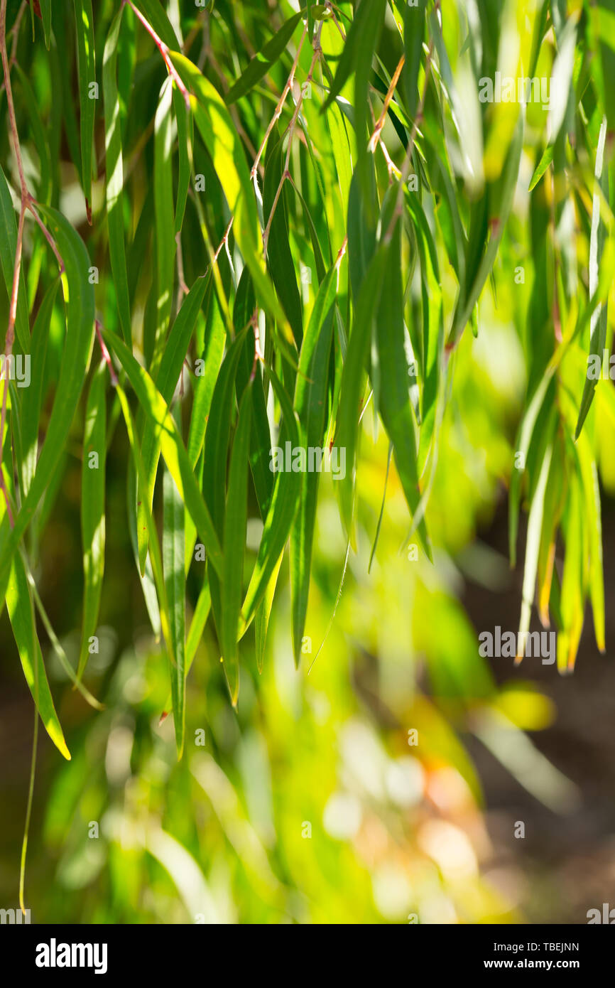 Image of green tree branches of agonis flexuosa in sunny garden at ...