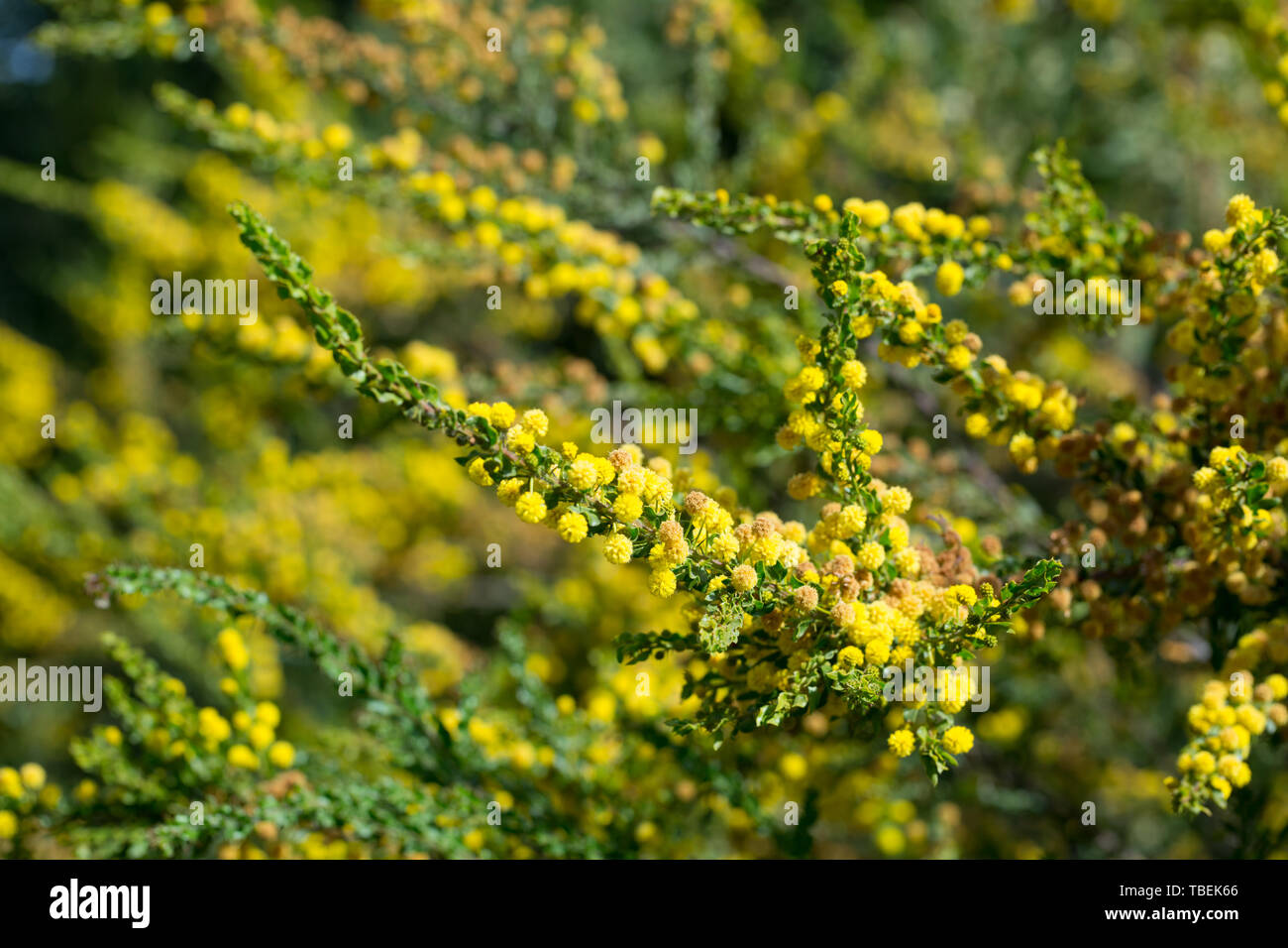 Prickly wattle hi-res stock photography and images - Alamy